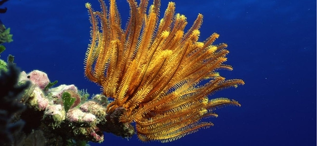 Sea Lilies – Classification, features and species