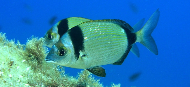 Perciformes – Classification, features and species