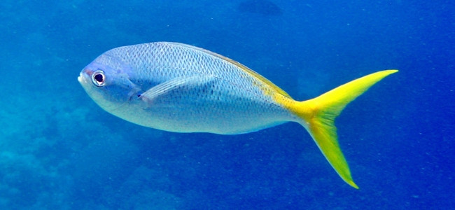 Perciformes – Classification, features and species