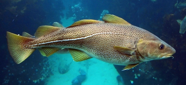 Gadiformes – Clasificación, características y especies