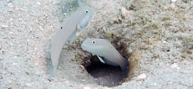 Perciformes – Classification, features and species