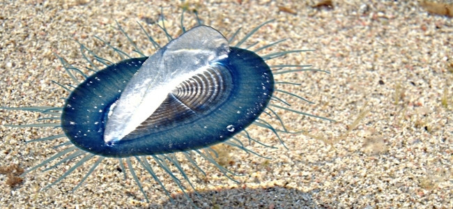 Hydrozoans – Classification, features and species