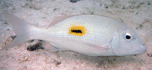 Perciformes – Classification, features and species