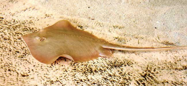 Stingrays – Classification, features and species