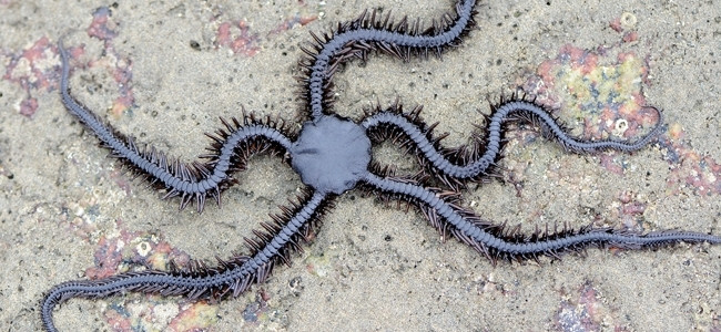 Ofiuras – Clasificación, características y especies