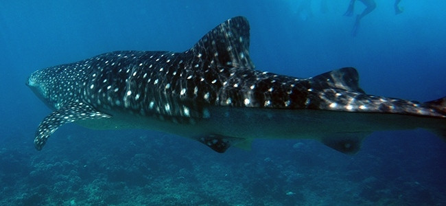 Carpet Sharks – Classification, features and species