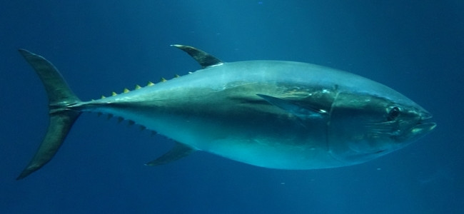 Perciformes – Classification, features and species