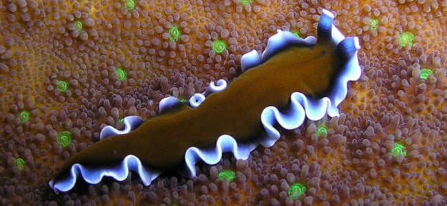 Flatworms – Classification, features and species