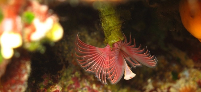 Poliquetos – Clasificación, características y especies