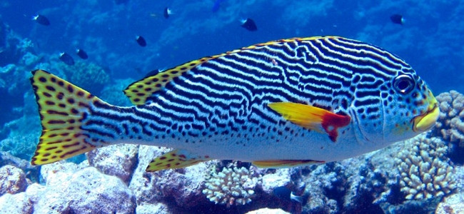 Perciformes – Classification, features and species