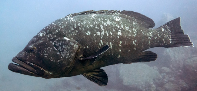 Perciformes – Classification, features and species