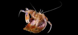 Pagurus prideaux – Ficha de la especie, características y distribución