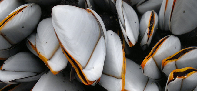 Barnacles – Classification, features and species