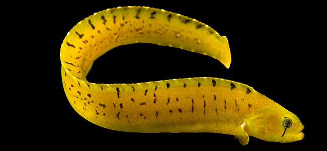 Perciformes – Classification, features and species