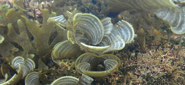 Ochrophytes – Classification, features and species